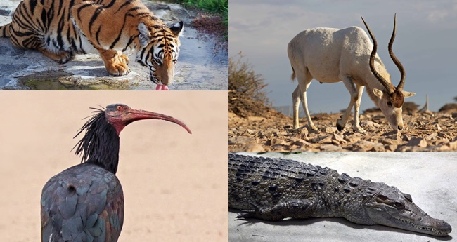 10 Endangered Animals Across the Globe You Might Have Yet To See