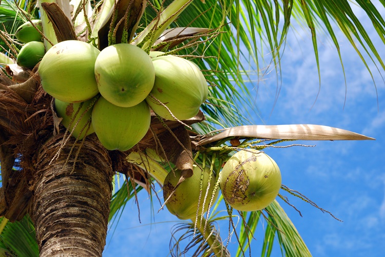 Falling Coconut Puts Elderly Grandma in Critical Condition After ...