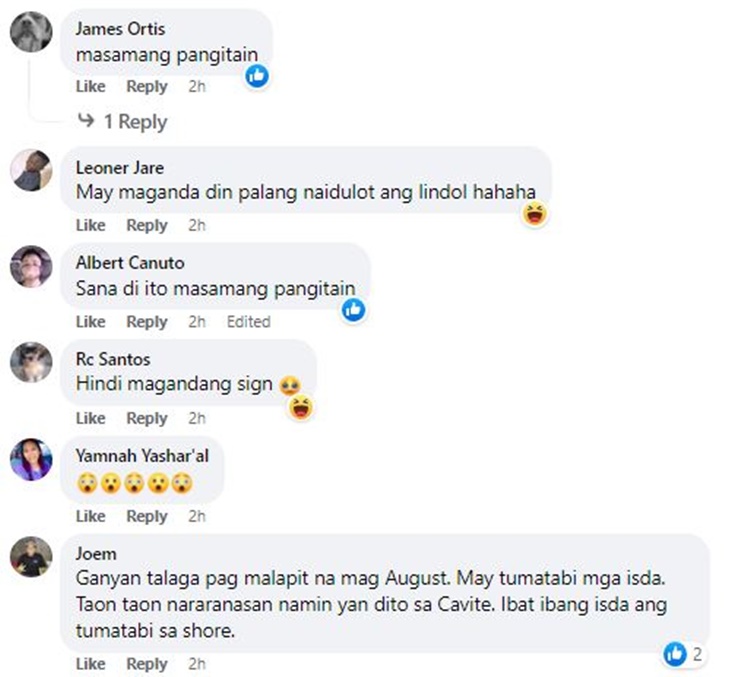 Tons of “Monamon” Fish Caught in Cabugao, Ilocos Sur Following Powerful ...