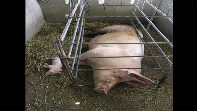 Pig Owner Airs Dismay After Hog Gives Birth to Only 1 Piglet