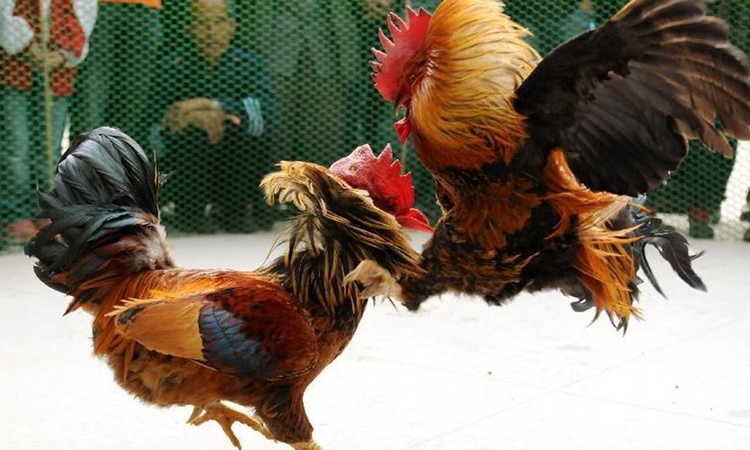 Cops Arrest 22 Individuals Over Illegal Cockfight in Tondo, Manila