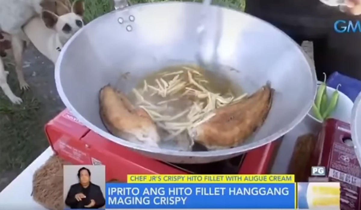 Unang Hirit Cooking Show Goes Viral Due to 2 Dogs Having Moment