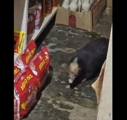 Owner After Pantot or Palawan Stink Badger Enters Her Store “Salamat at ...