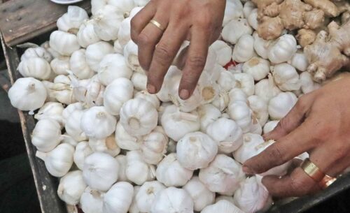 Department of Agriculture Says Price of Local Garlic Jumped to P300 Per ...