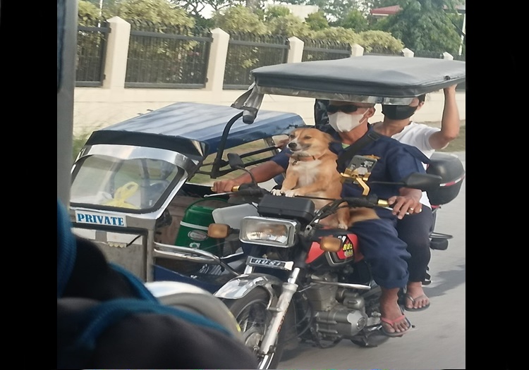 Dog Riding Tricycle w/ Fur Parents Goes Viral Online