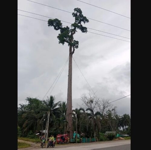 300-Year-Old Philippine Rosewood Tree Faces Another Threat to be Cut Down