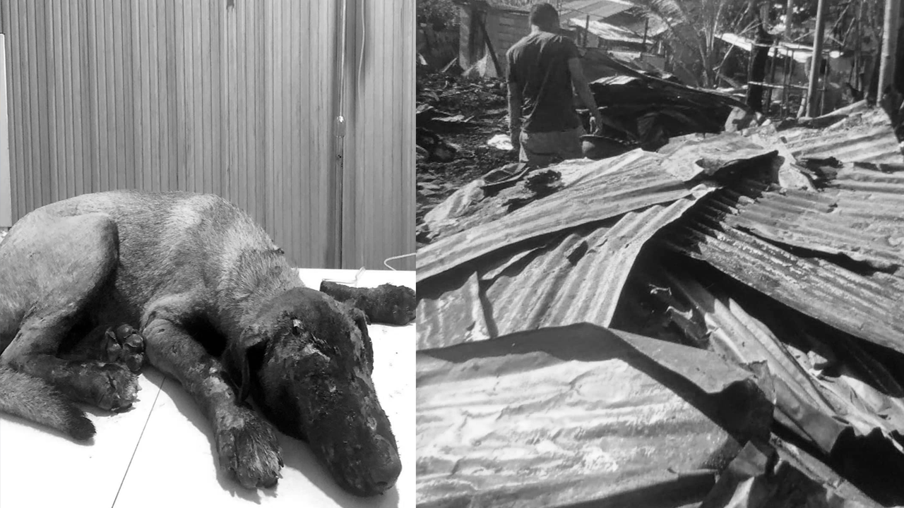 Hero Dog Saves 5-year-old Kid from Fire in General Santos