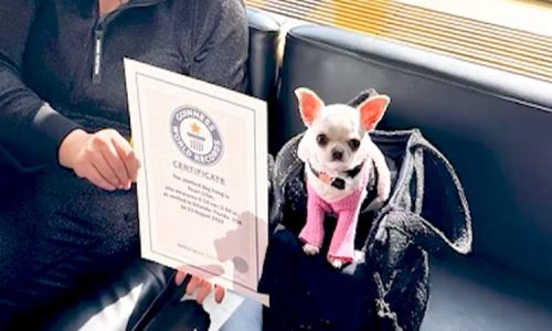 World's Smallest Living Dog: Meet Pearl The Pocket-sized Chihuahua (Video)