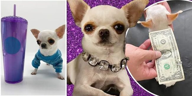 World's Smallest Living Dog: Meet Pearl The Pocket-sized Chihuahua (Video)