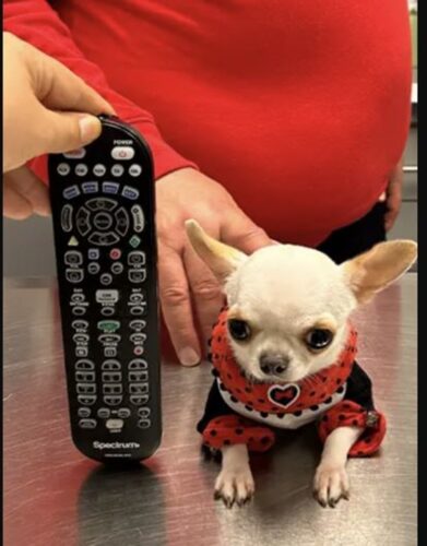 Cutie Female Chihuahua Hailed as “World’s Shortest Dog” (Pocket-Sized)