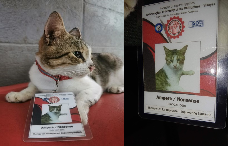 Fur Baby Serves as Therapy Cat to Depressed Engineering Students in TUP ...