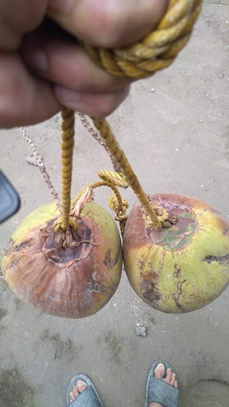 Netizen Goes Viral Over Buko-Based Lato-Lato: “Lato-lato. Mura lang po”