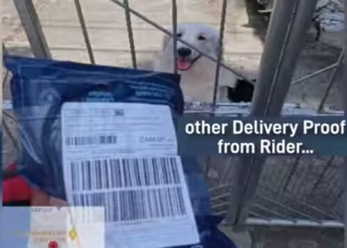 Pet Dog Taking Delivery Parcel Delights Owner (Video)