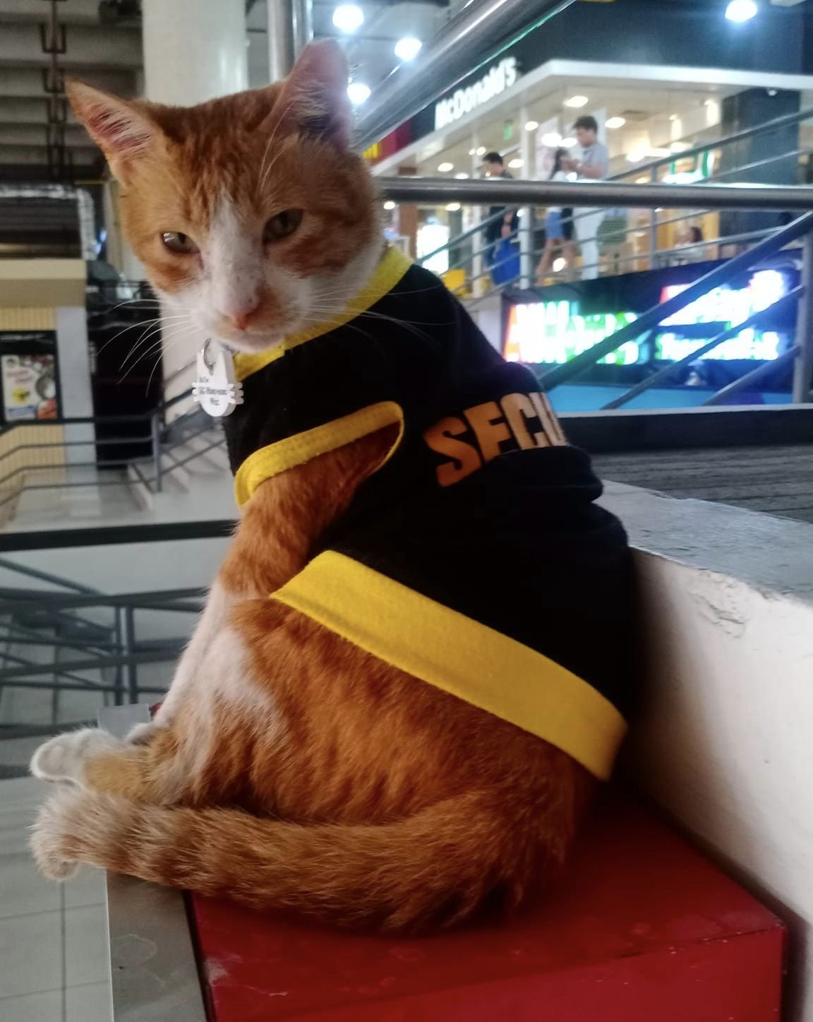 Beloved "Security-Cat" Mingming Passes Away