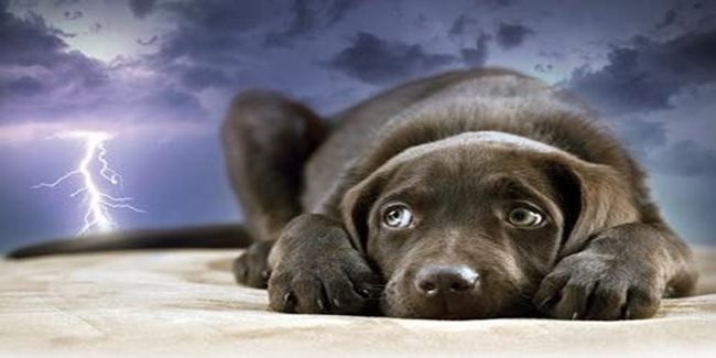 Dog Parent's Guide: 9 Proven Methods To Help Your Dog's Storm Anxiety
