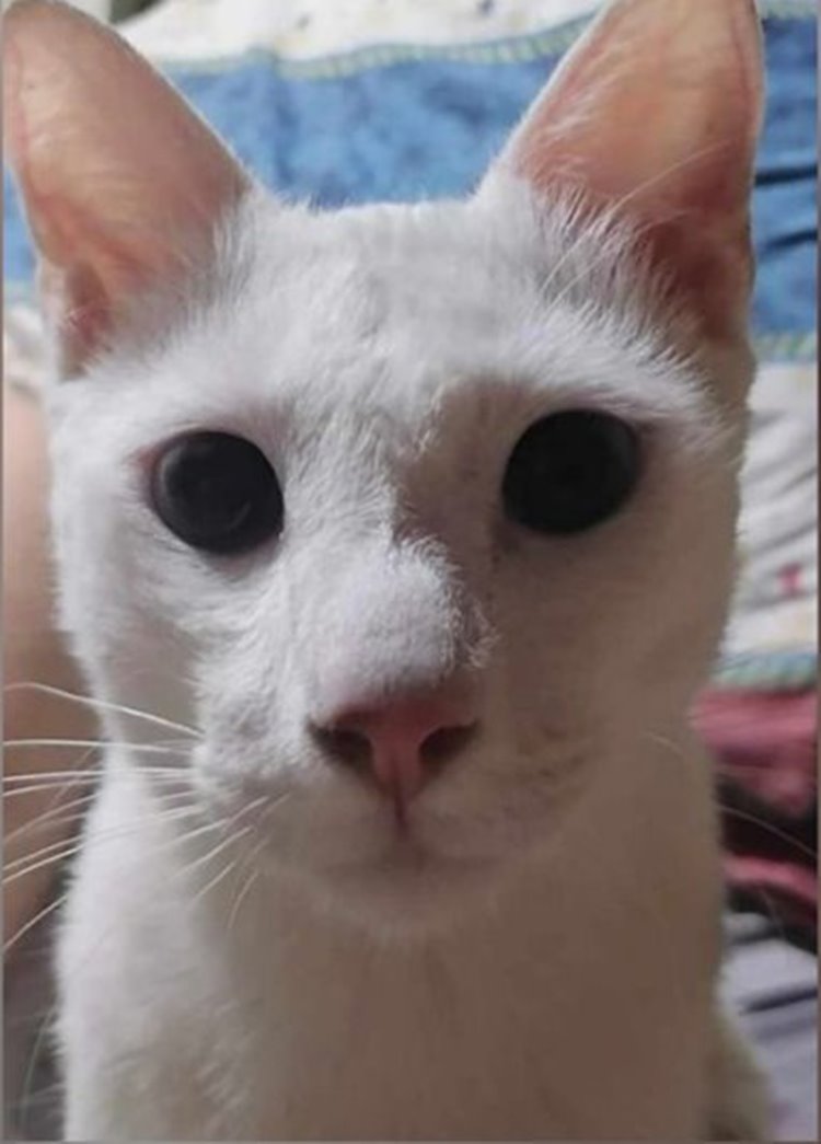 Fur Parent Shares Playful Encounter w/ His Cat: “Nagdala po siya ng ...