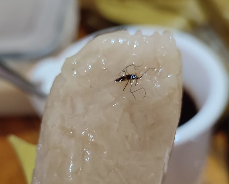 Woman Goes Viral After Posting Photo of Fossilized Mosquito