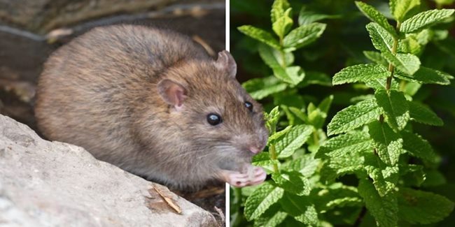 Plants That Repel Rats: 6 Plants Effective For Deterring Rats | PhilNews