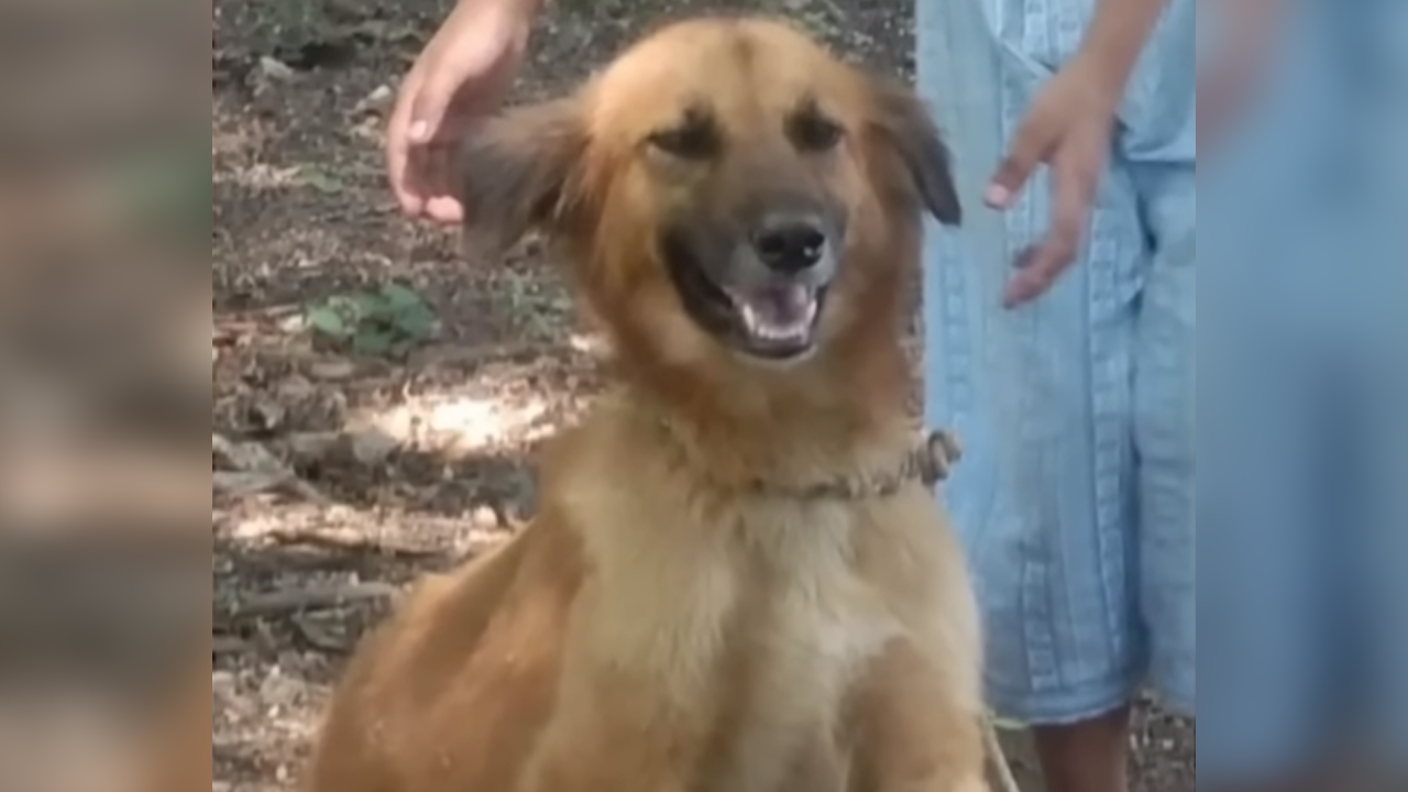 Pet Owner to Charge Neighbor for Beating Dog to Death, Chop into Pieces