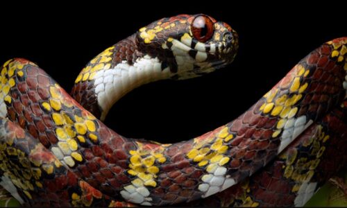 8 Incredible New Species Discovered In 2023 | PhilNews