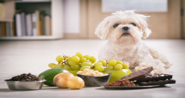 Foods Dog Can Not Eat — An Important Reminder for Furparents | PhilNews