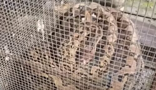 Viral Video of Dog & Giant Python Sharing in Enclosure Earns Negative ...