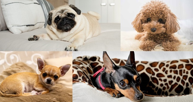 Dogs That Stay Small — Here are Breeds that are "Forever Puppies ...