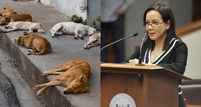 Senator Grace Poe's Bill for Animal Welfare One Measure that PH Greatly ...