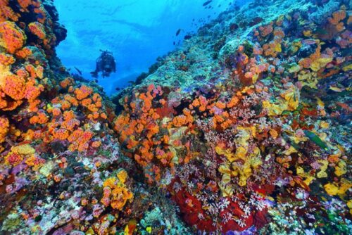 Tubbataha Reefs Facts - Location, Dive Sites, Biodiversity | PhilNews