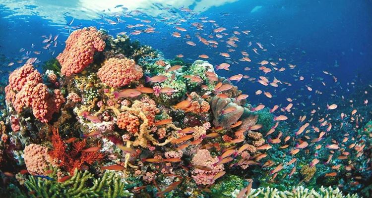 Tubbataha Reefs Facts - Location, Dive Sites, Biodiversity | PhilNews