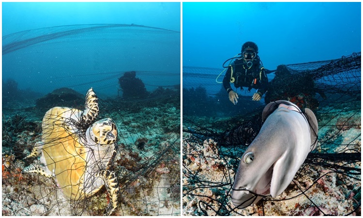 Diving Instructor Discovers Lifeless Sea Turtle & Shark Inside Fishing ...