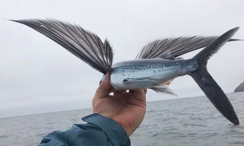 FLYING CREATURES: Check Out These 7 Aerial Species That Are Not Birds ...