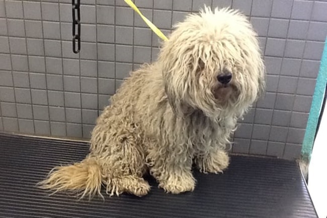 Matted Dog Fur — Here Are Tips on What Furparents Can Do To Prevent ...