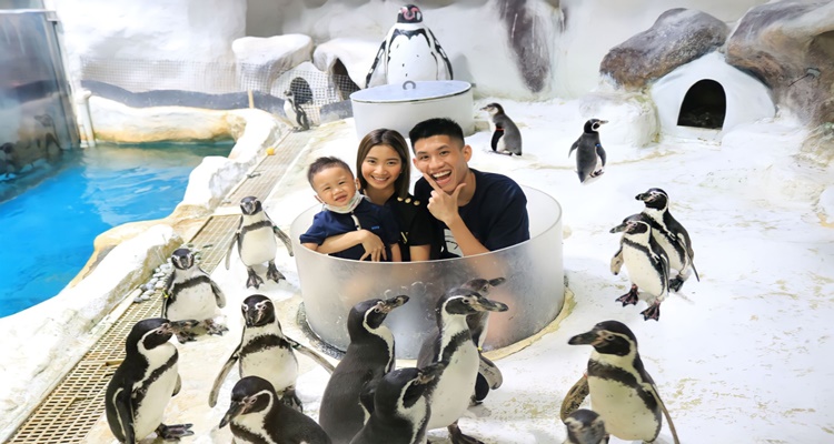 Manila Ocean Park Attractions That You Will Surely Love | PhilNews