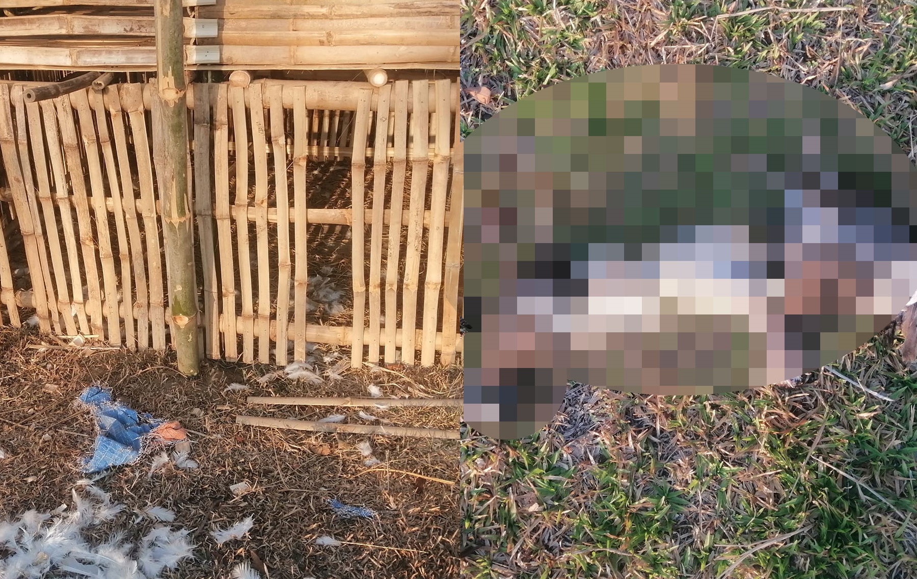 ASWANG? Mysterious Deaths of Poultry Animals in Negros Occidental Spark ...