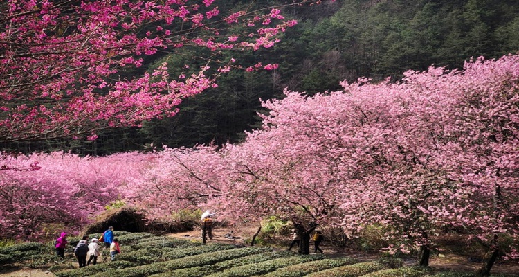 Cherry Blossom In Taiwan - Viewing Times and Spots Guide | PhilNews