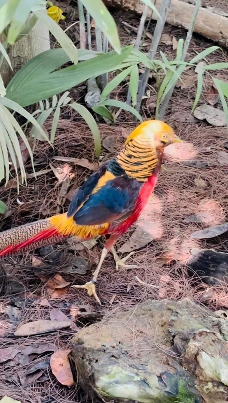 Ibong Adarna Spotted in Antique by Netizen | PhilNews
