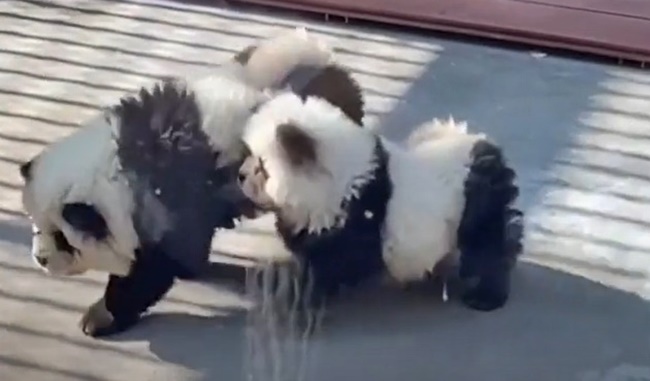 Dogs Dyed Like Panda Part of Attraction in Chinese Zoo | PhilNews