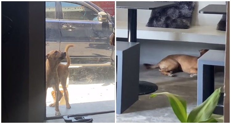 Coffee Shop in Bulacan Earns Online Admiration for Allowing Stray Dogs ...