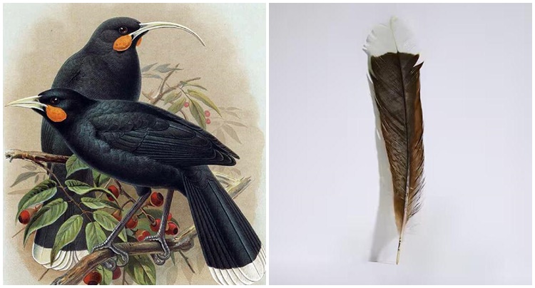 Extinct Bird’s Feather Sold for P1.6 Million at Auction | PhilNews