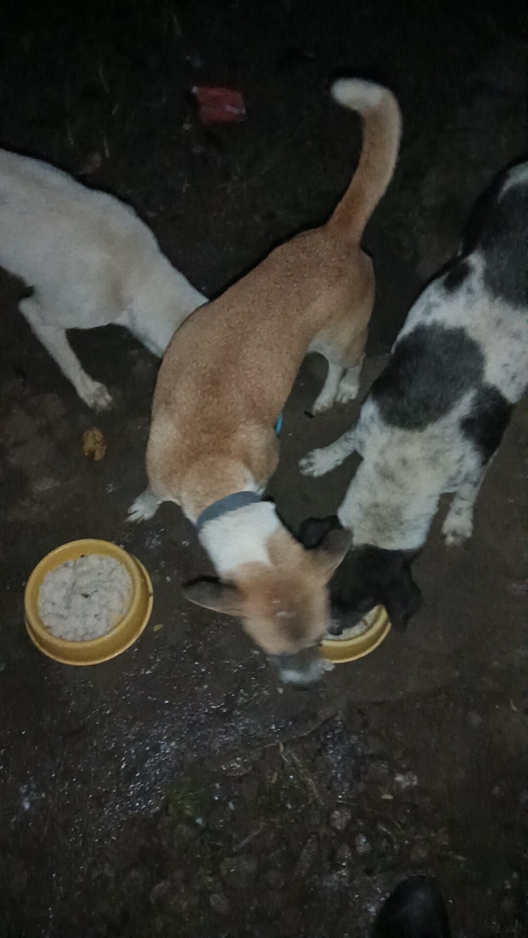 Animal Lover Earns Online Praise for Collecting Leftover Food for Stray ...
