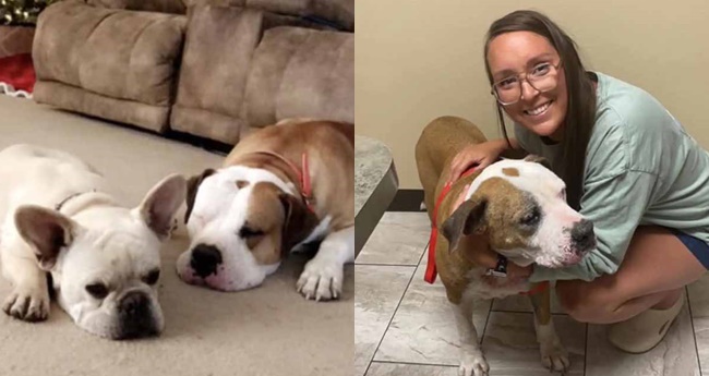 Lost Dog Reunites with Real Owner after 7 Years| PhilNews