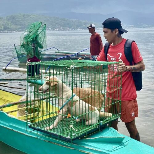 Island in Pagadian City Used as Dumping Ground for Abandoned Dogs| PhilNews