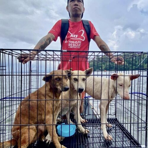 Island in Pagadian City Used as Dumping Ground for Abandoned Dogs| PhilNews