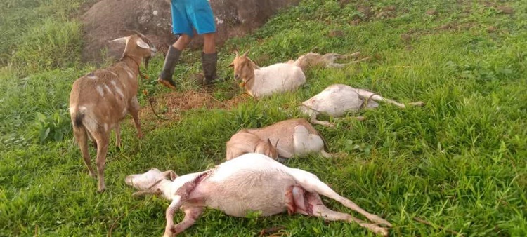 6 Goats Found Dead in Negros Oriental After Alleged Attack by ‘Sigbin ...