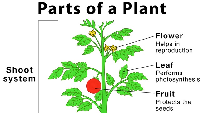 Parts of Plant & the Functions of Each | A Guide in Science | PhilNews