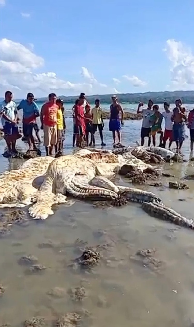 Unusual Carcass of Unidentified 'Sea Creature' Found in Cebu | PhilNews