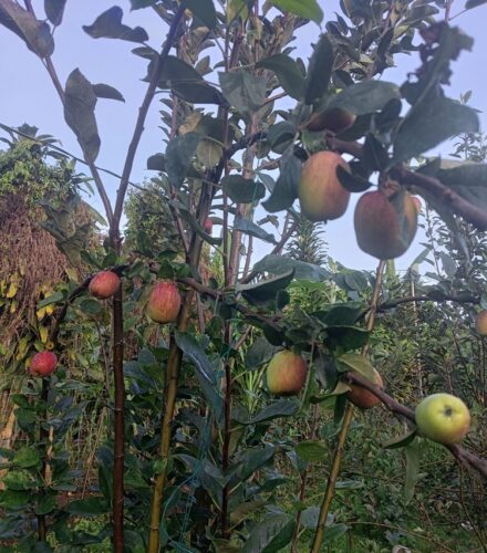 Filipino Farmer Grows Apple Trees Despite Tropical Climate in ...