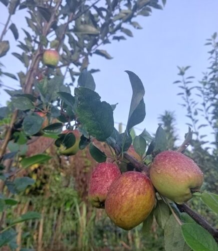 Filipino Farmer Grows Apple Trees Despite Tropical Climate in ...