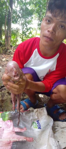 Piglet Born w/ Human-Like Face in Negros Oriental Goes Viral | PhilNews